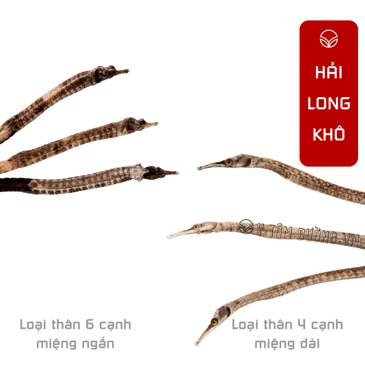 Hải long khô