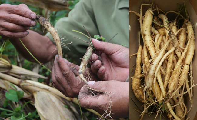 Cách ngâm rượu Đẳng sâm mang lại khí huyết dồi dào, ăn ngon ngủ tốt